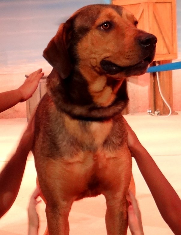 Pets Ahoy- SeaWorld San Antonio's Amazing New Show! - Mommy Snippets