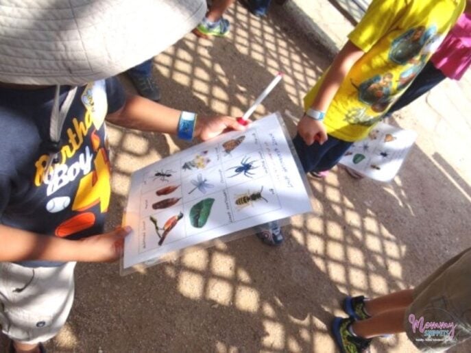 Tips on Throwing a Fun Insect Party - My Easy Bug Party Ideas!