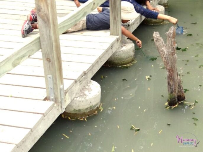 Tips on Throwing a Fun Insect Party - My Easy Bug Party Ideas!