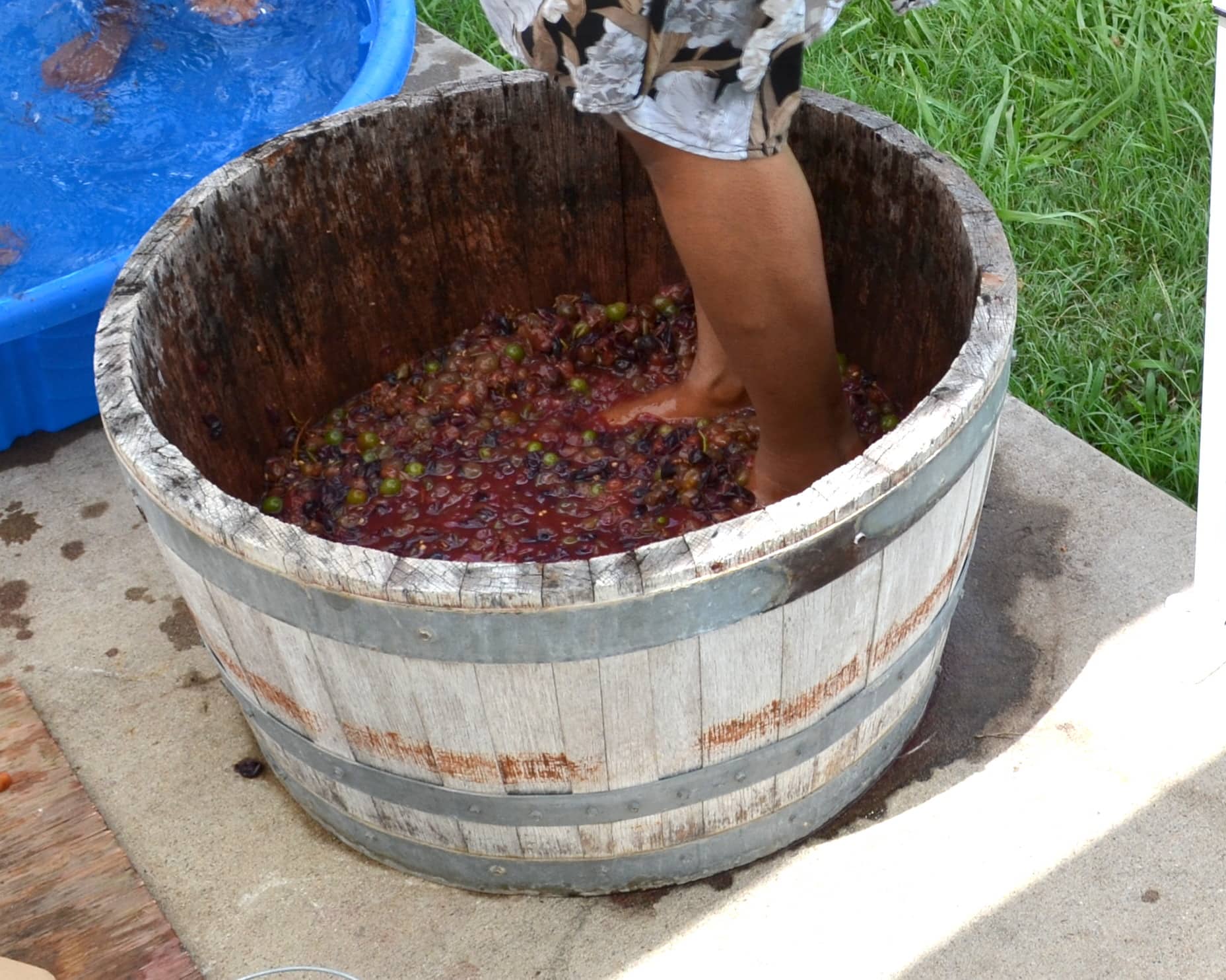 Grape stomping at Windy Winery, Brenham, Texas. {#VisitBrenham} - Mommy Snippets