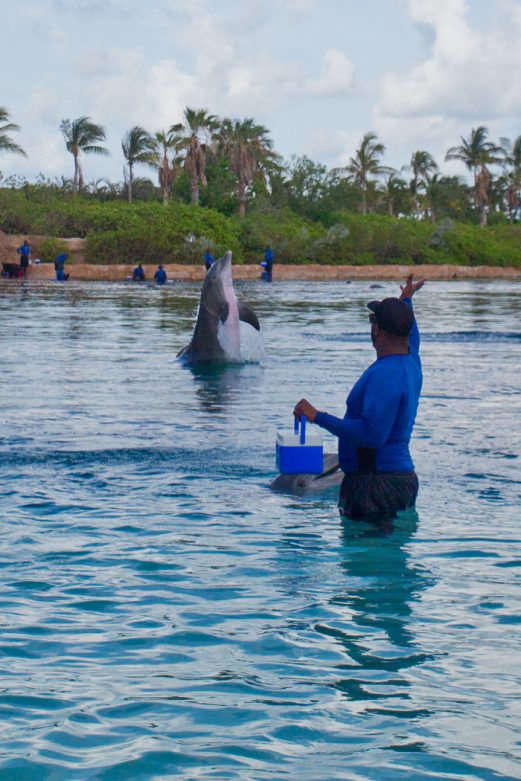 Rise and Shine with Dolphins at Atlantis Bahamas - Unforgettable!