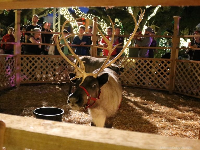 Surprise the kids with SeaWorld's Christmas Traditions Tour