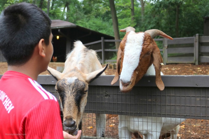 Explore, and engage with the wild at The Good Zoo (Part 2)
