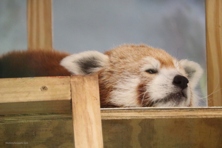 Explore, and engage with the wild at The Good Zoo (Part 2)