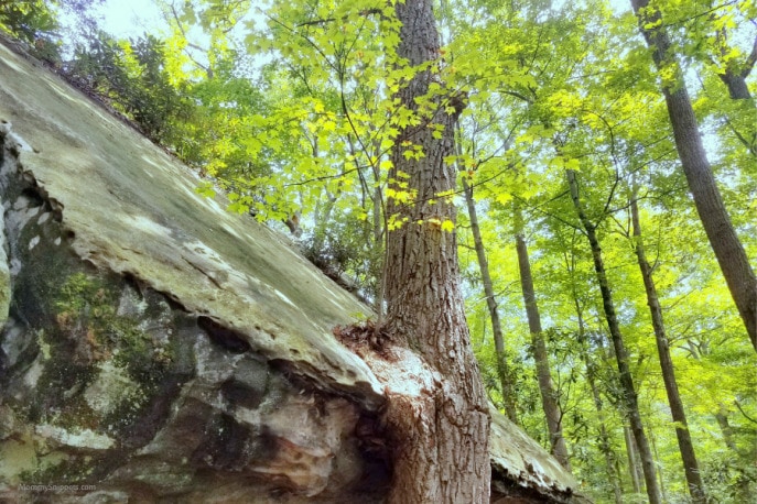 The breathtaking Coopers Rock State Forest - Mommy Snippets