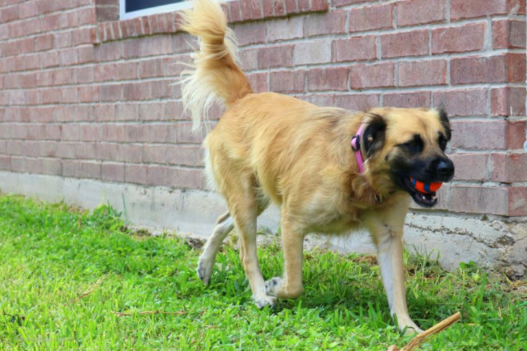 Why you need to make Fetch happen for your dog - Mommy Snippets