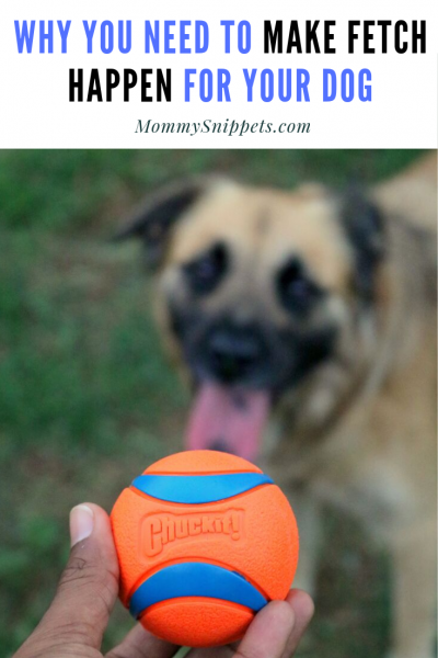 Why you need to make Fetch happen for your dog - Mommy Snippets