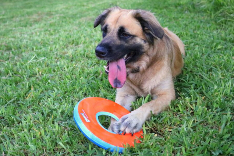 Why you need to make Fetch happen for your dog - Mommy Snippets