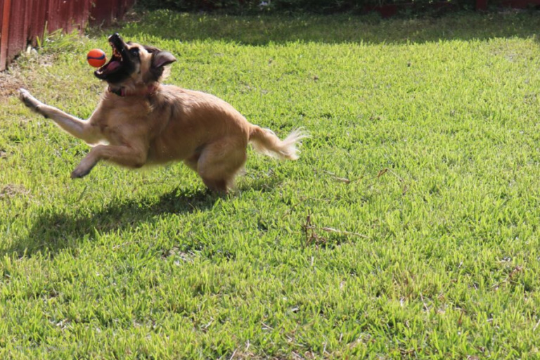 Why you need to make Fetch happen for your dog - Mommy Snippets