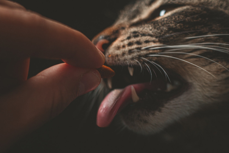 Dangers of Batteries to Pets - A must read for all pet owners!