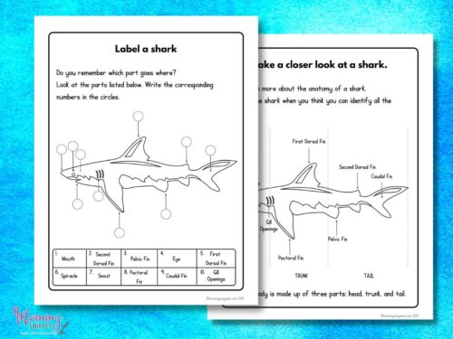 A Shark Facts Activity Workbook- A Mini Sharks Unit Study for Kids
