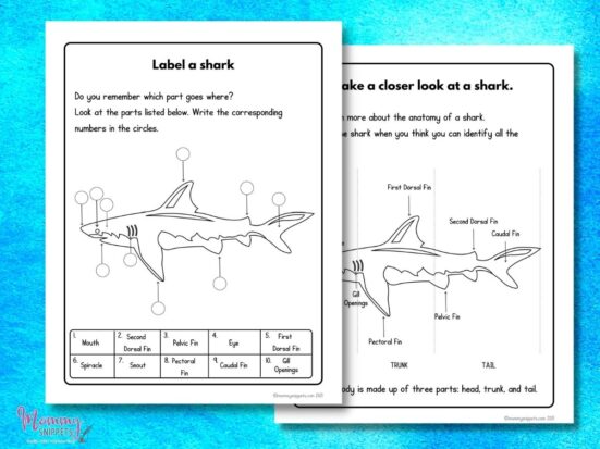A Shark Facts Activity Workbook- A Mini Sharks Unit Study for Kids