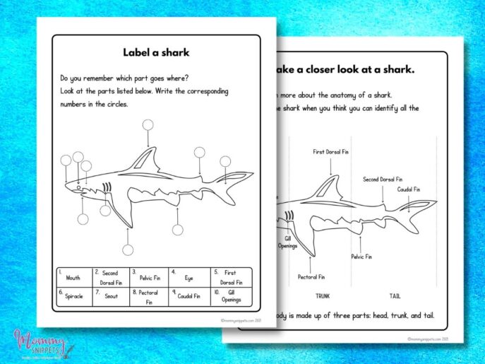 A Shark Facts Activity Workbook- A Mini Sharks Unit Study for Kids