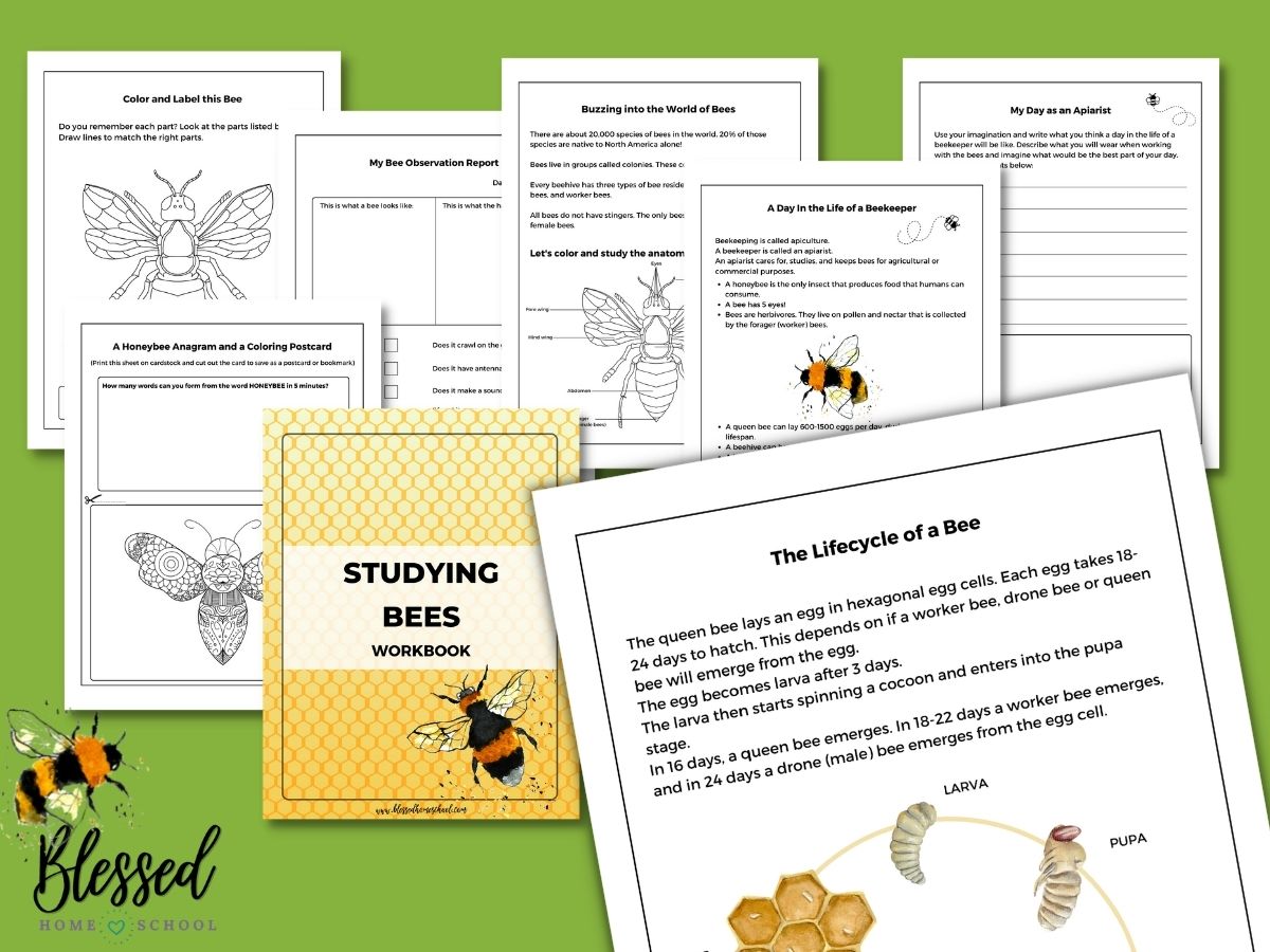 Studying Bees: A Printable Workbook - Blessed Homeschool