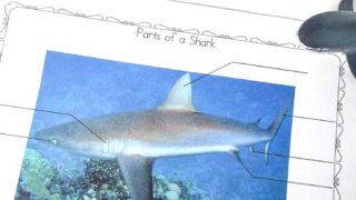 Free Shark Printables- Shark Coloring Pages and MORE!